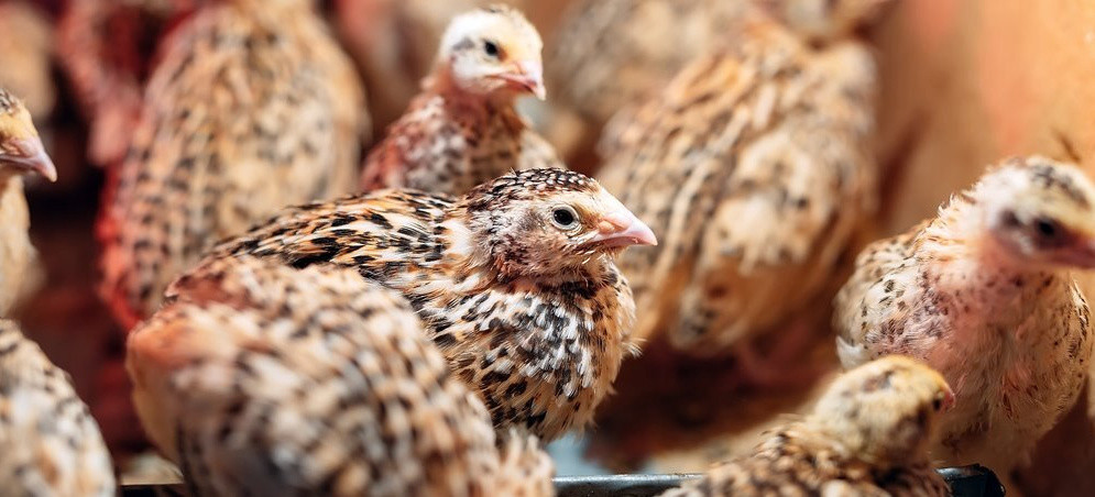 Everything you ever wanted to know about quail and their rearing ...