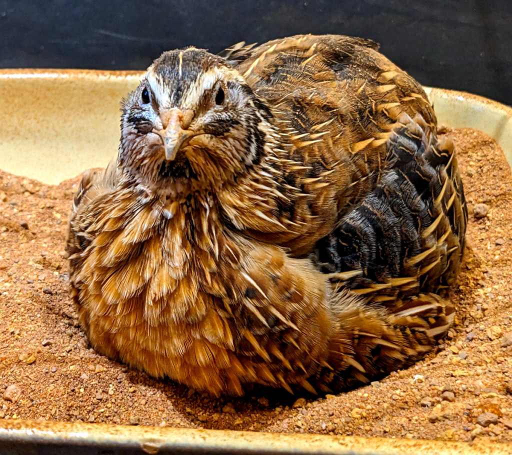 Small breeds with big personalities: Quail breeds and their uses and ...