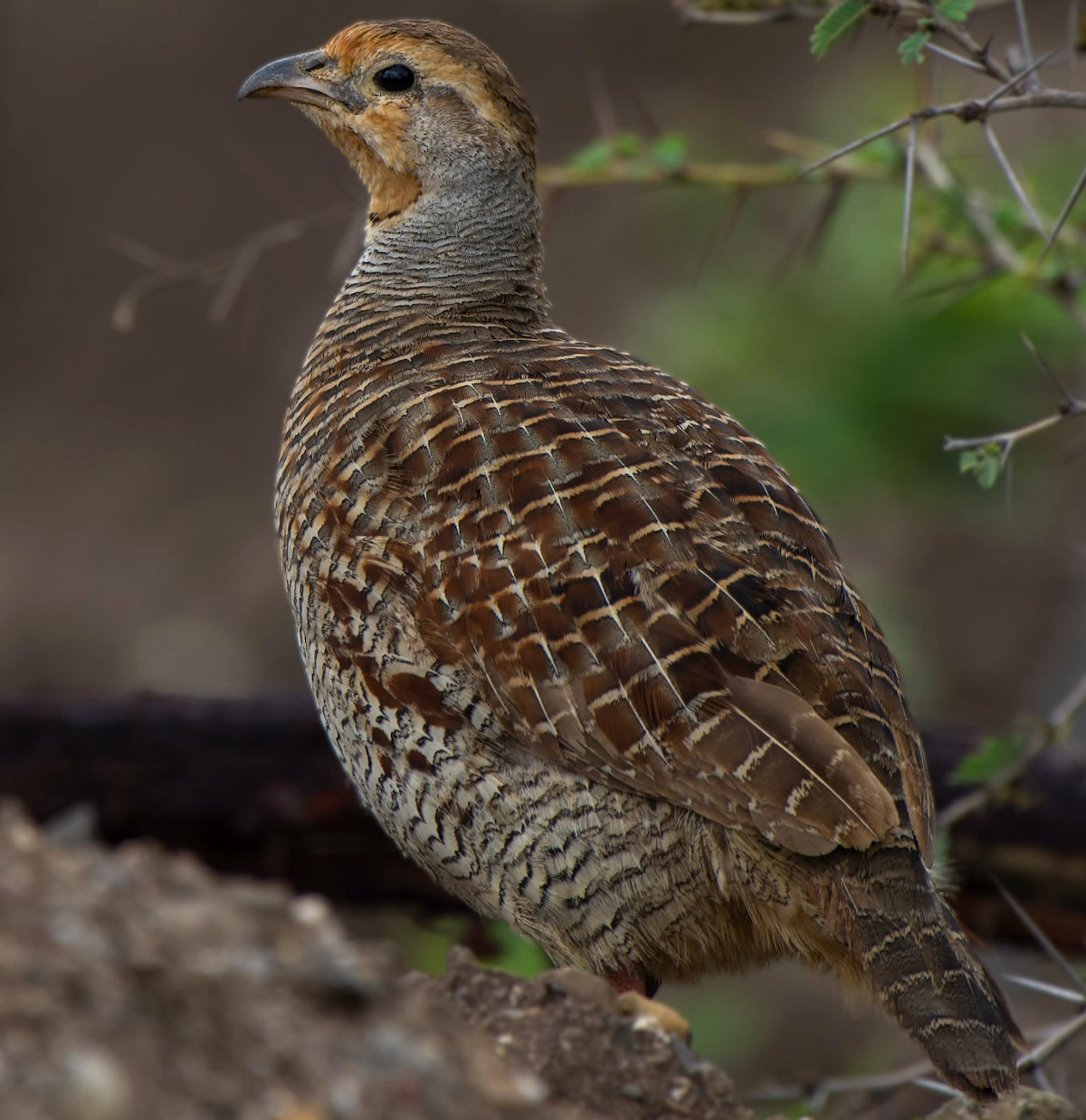 Small breeds with big personalities: Quail breeds and their uses and ...