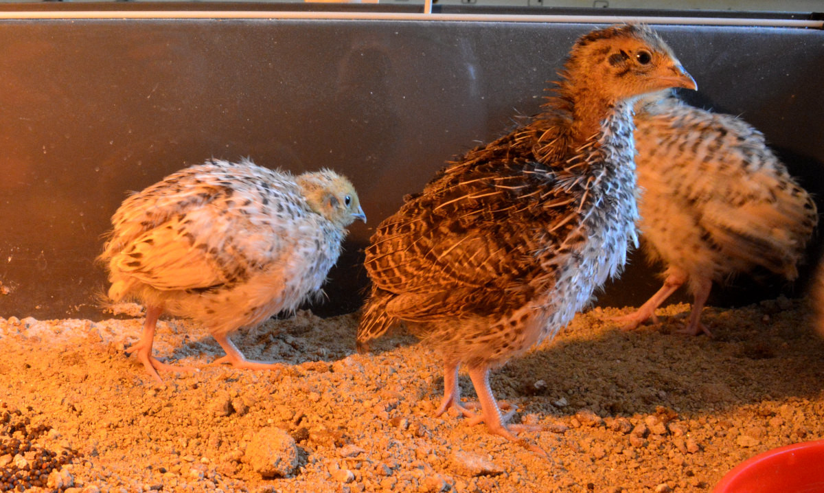 From brooder to backyard: When can Quail safely be moved off heat and ...