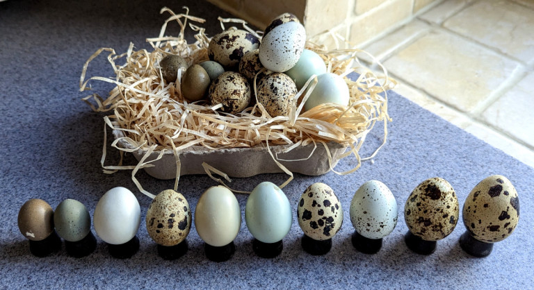 How big are quails eggs, a showdown with 10 common breeds tested ...
