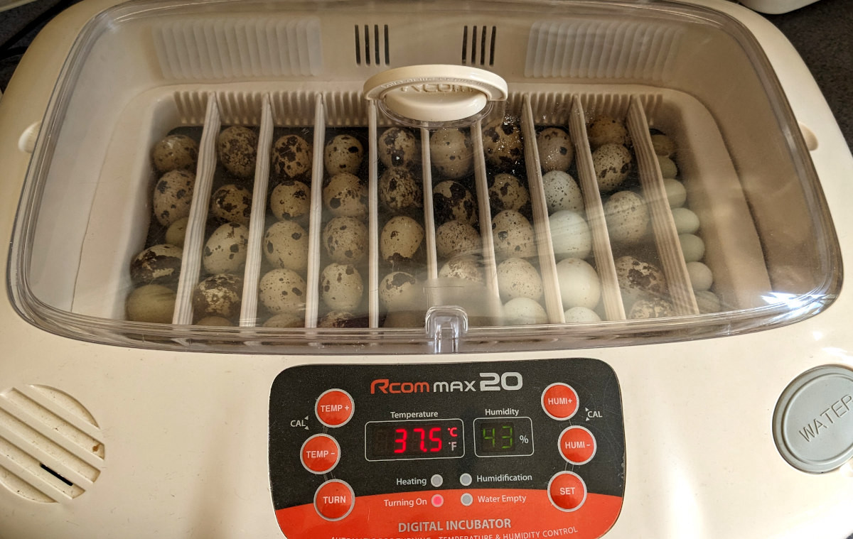 Step by step guide to the successful incubation of quail eggs with tips ...