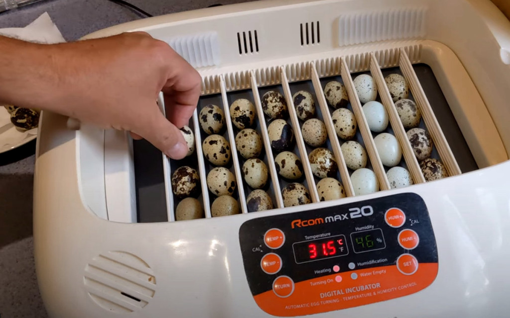 Step by step guide to the successful incubation of quail eggs with tips ...